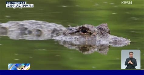 멸종위기종 양쯔강 악어 개체 수 안정적 증가