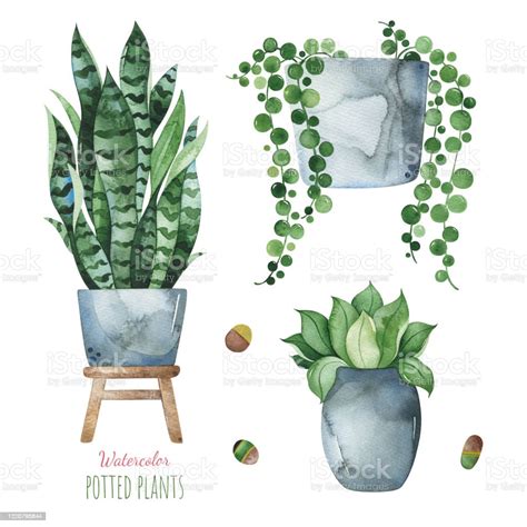Watercolor Potted Plants Set Stock Illustration Download Image Now Houseplant Watercolor