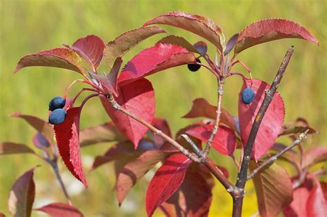 Felsenbirne Früchte Wissenswertes Zu Den Beeren