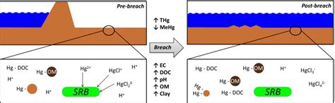 Salt Marsh Restoration Reduces Mercury Methylation Atlas Of Science