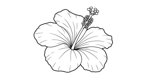 A Black And White Drawing Of A Hibiscus Flower 57090754 Vector Art At