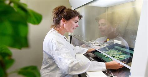 Postdoc Position On Crop Physiology In Species Mixtures Academic Hive