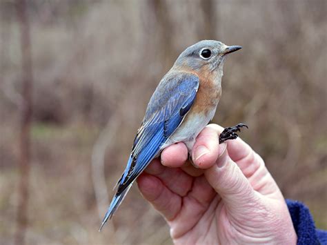 Science And Nature Lecture Bluebird