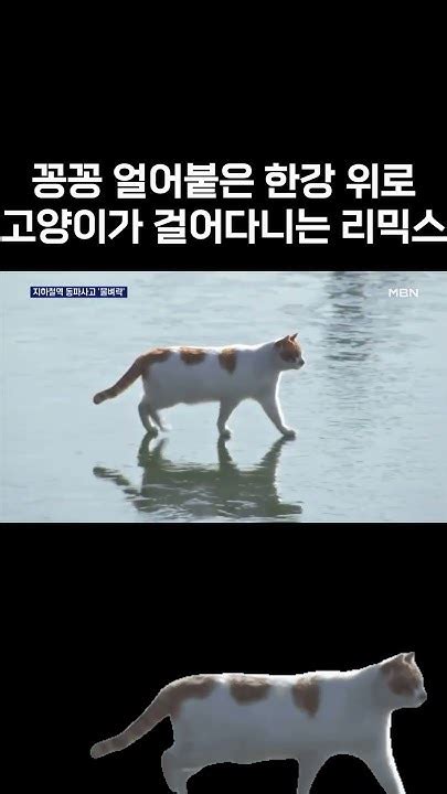 Remix 꽁꽁 얼어붙은 한강 위로 고양이가 걸어다니는 리믹스 Shorts Youtube