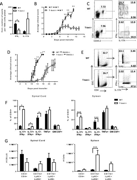 Highly Polarized Th17 Cells Induce Eae Via A T Bet Independent