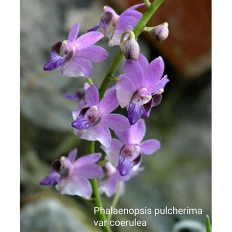 Jual Dewasa Doritis Phalaenopsis Pulcherima Var Coerulea Shopee Indonesia