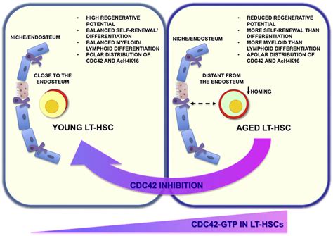 Cdc42 Activity Regulates Hematopoietic Stem Cell Aging And Rejuvenation