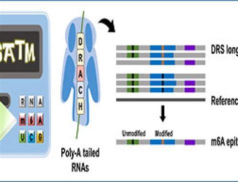 Zinbstein Shrinkage Estimation Of Gene Interaction Networks In Single Cell Rna Sequencing Data