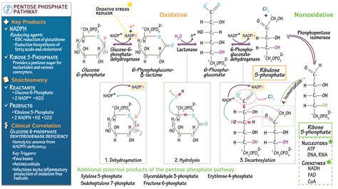 Biochemistry Pentose Phosphate Pathway Ditki Medical And Biological Sciences