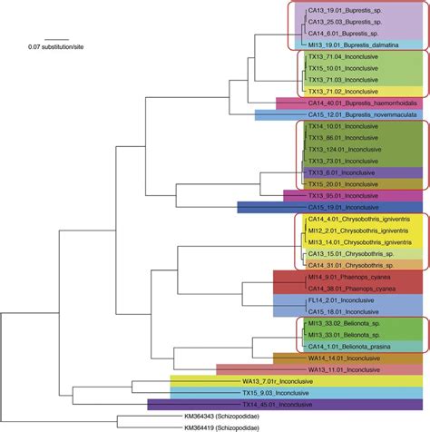 The Bayesian Tree Of Intercepted Buprestids Based On Coi Barcodes
