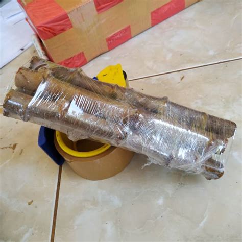 Jual Tanaman Steak Batang Singkong Bibit Singkong Mentega Shopee Indonesia