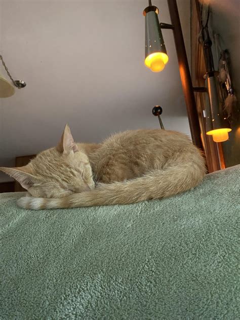 Will Aot Compilation Replace Jit In The Long Run Rjava