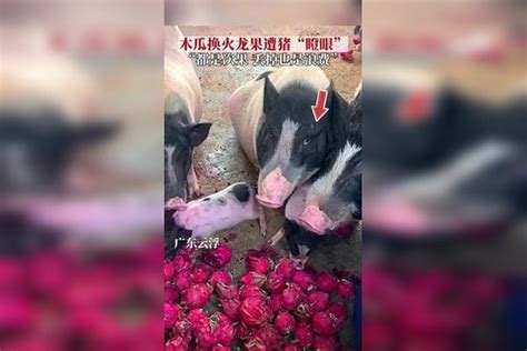男子喂猪将木瓜换成火龙果遭猪“瞪眼”，“都是次果，丢掉浪费”都是次火龙果木瓜