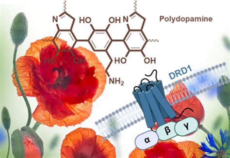 Activation Of Dopamine Receptor D1 And Downstream Cellular Functions By