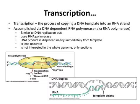 Ppt Transcription… Powerpoint Presentation Free Download Id 3760436