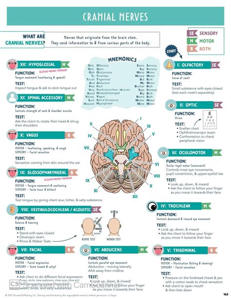 The Cranial Nerves Functions And Test Artofit