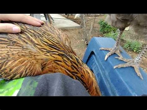 Cuddle Chickens Youtube