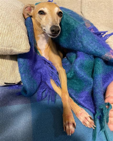 So Tired Paddingtonpups Grace Aka Strelka Cotton Candy