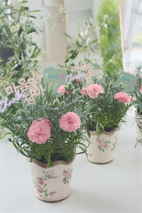 카네이션화분 예쁜 화분에 정성스럽게 분갈이해서 다양하게 준비되어 있습니다 세종시꽃집 네이버 블로그