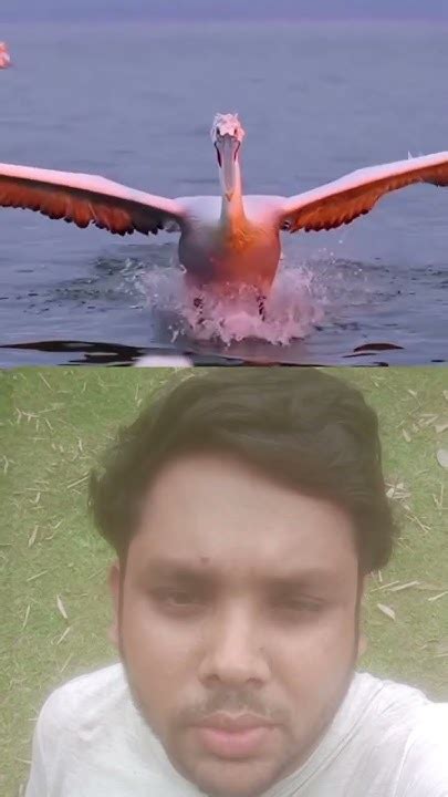 এটা হাস না কি বিমান Funny Youtube