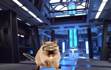 2212 Best Gerbil Images On Pholder Gerbil Lil Grabbies And