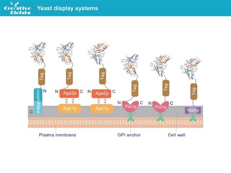 Yeast Display Technology Creative Biolabs Pptx