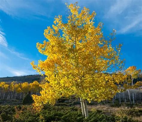 Pando Tree