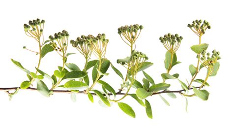 흰색 배경에 고립 된 싹과 녹색 단풍이있는 초원 달콤한 또는 첨탑의 가지 0명에 대한 스톡 사진 및 기타 이미지 0명 관상용 식물 꽃봉오리 Istock