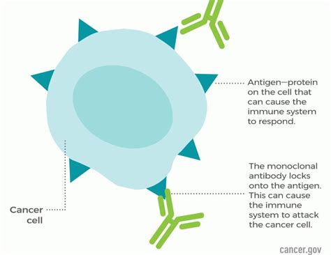 Monoclonal Antibodies Locations Massachusetts At Albert Hoopes Blog
