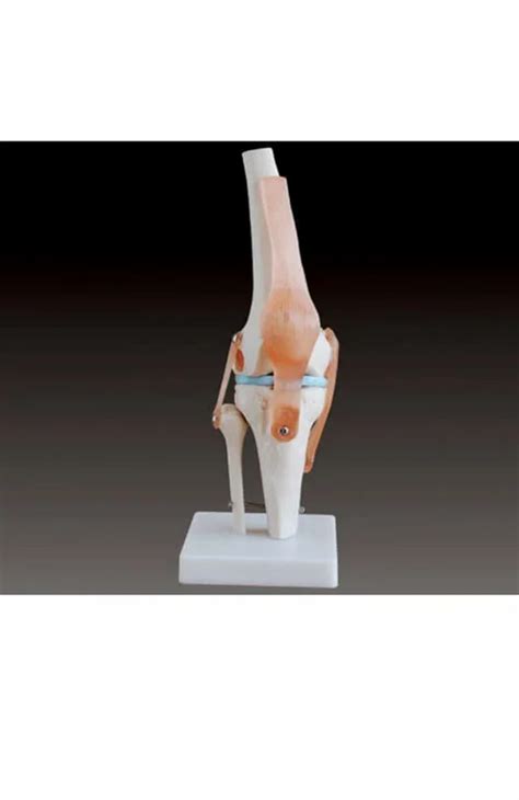 Knee Joint Model At ₹ 650 Ambala Cantt Ambala Id 24423411530