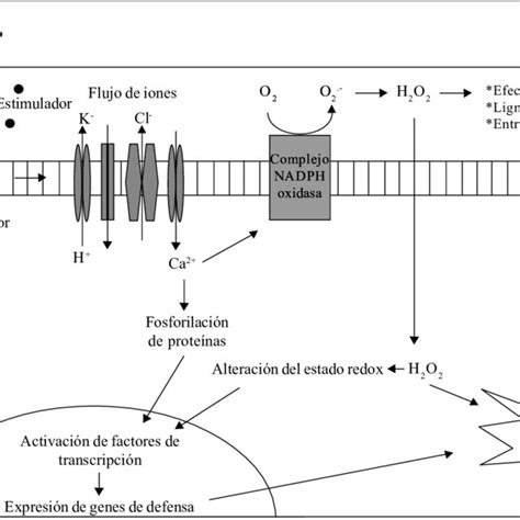 Pdf La Producción De Especies Reactivas De Oxígeno Durante La