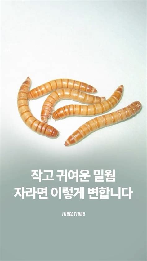 Insectious 인섹씨어스 🏗 곤충계의 건축가 도롱이벌레 주머니나방 애벌레는 주변 환경에서 재료를 모아 자신의 몸을 감싸는 ‘이동식 집을 직접 지어 살아갑니다
