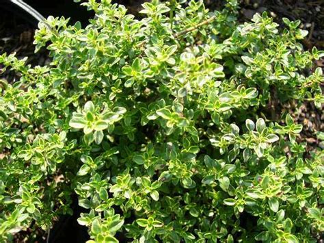 Тимьян лимоннопахнущий Голден Лемон (Golden Lemon) (Golden Lemon ...