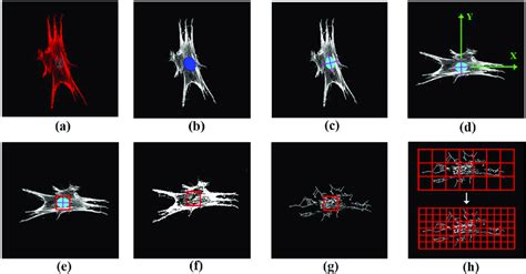 Step By Step Image Processing Algorithm For Fd Calculation A The Download Scientific Diagram