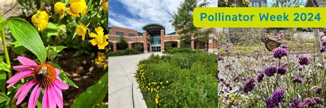 7 Ways To Celebrate Pollinator Week 2024 With Bpl News And Announcements