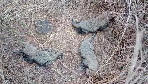 J Justin Mohan Ifs On Linkedin Wonderful News To Begin The Year Asha Has Delivered Three Cubs