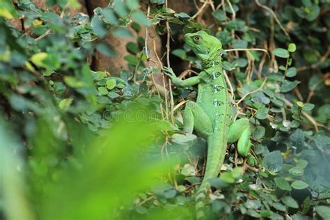 Plumed Basilisk Stock Photo Image Of Plumifrons Basilisk 29273042
