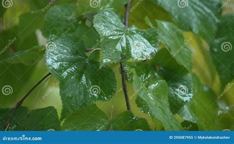 Tree Leaves During Rain During The Day Stock Video Video Of Foliage Falling 295087955