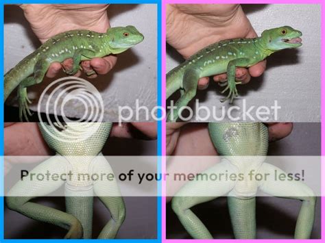 Sex My Basilisks Please Reptile Forums
