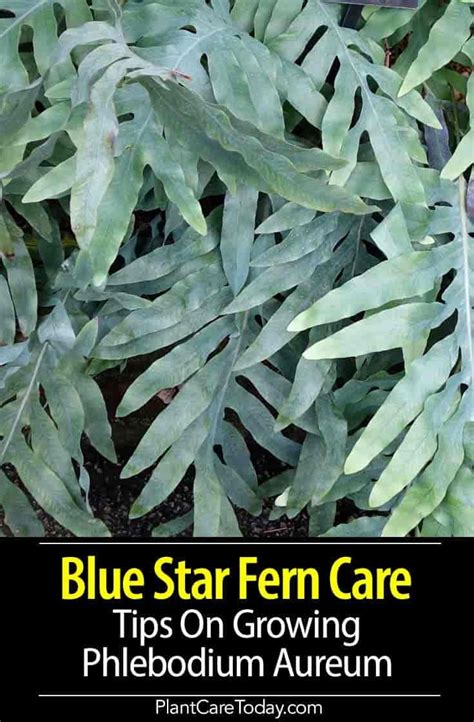 Blue Star Fern Care Guide Growing Phlebodium Aureum How To Care For