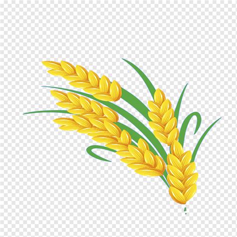 밀 황금 밀 골든 프레임 음식 그린 Png Pngwing