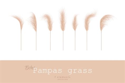 Pampas Grass Vector Set Masterbundles