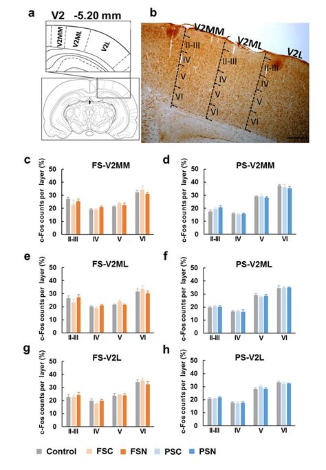 figure s4 the c fos expression in secondary visual cortex a