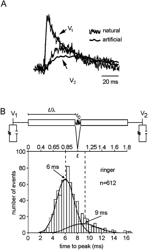 Location Of Synaptic Inputs A The Coupling Ratio Of Artificial Epsps Download Scientific