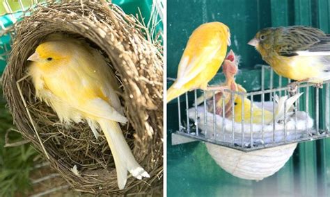Canary Nest Tips For Creating A Suitable Nest Environment For Canary Breeding