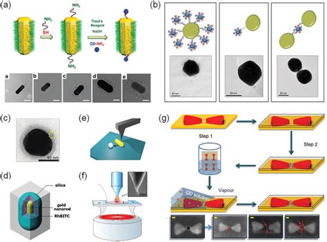 A Top Schematic Of Directed Assembly Of Qd‐au Nanorod Architectures