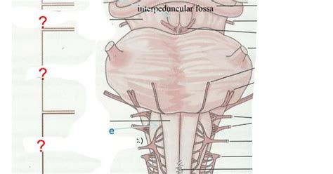 Brainstem Album On Imgur