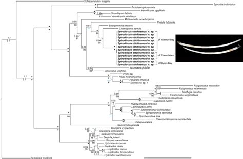 Bayesian Majority Rule Consensus Phylogram Of The Concatenated Data Download Scientific Diagram