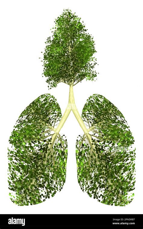 A Tree And Human Lungs Are Together To Show The Need For Trees To Produce Oxygen In The
