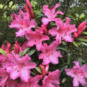 How To Grow And Care For Azaleas Gardening Olivia